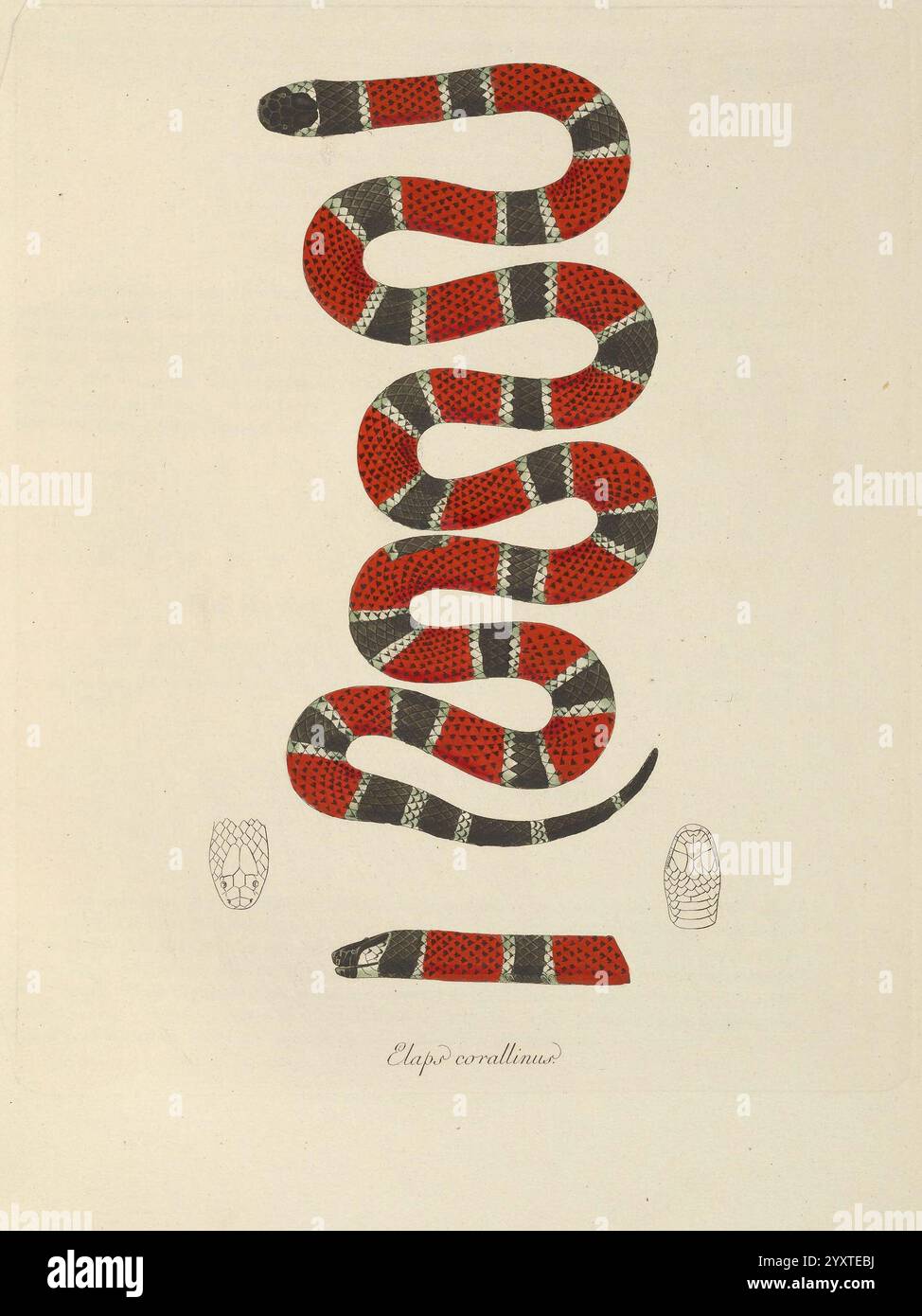 elaps corallinus common name