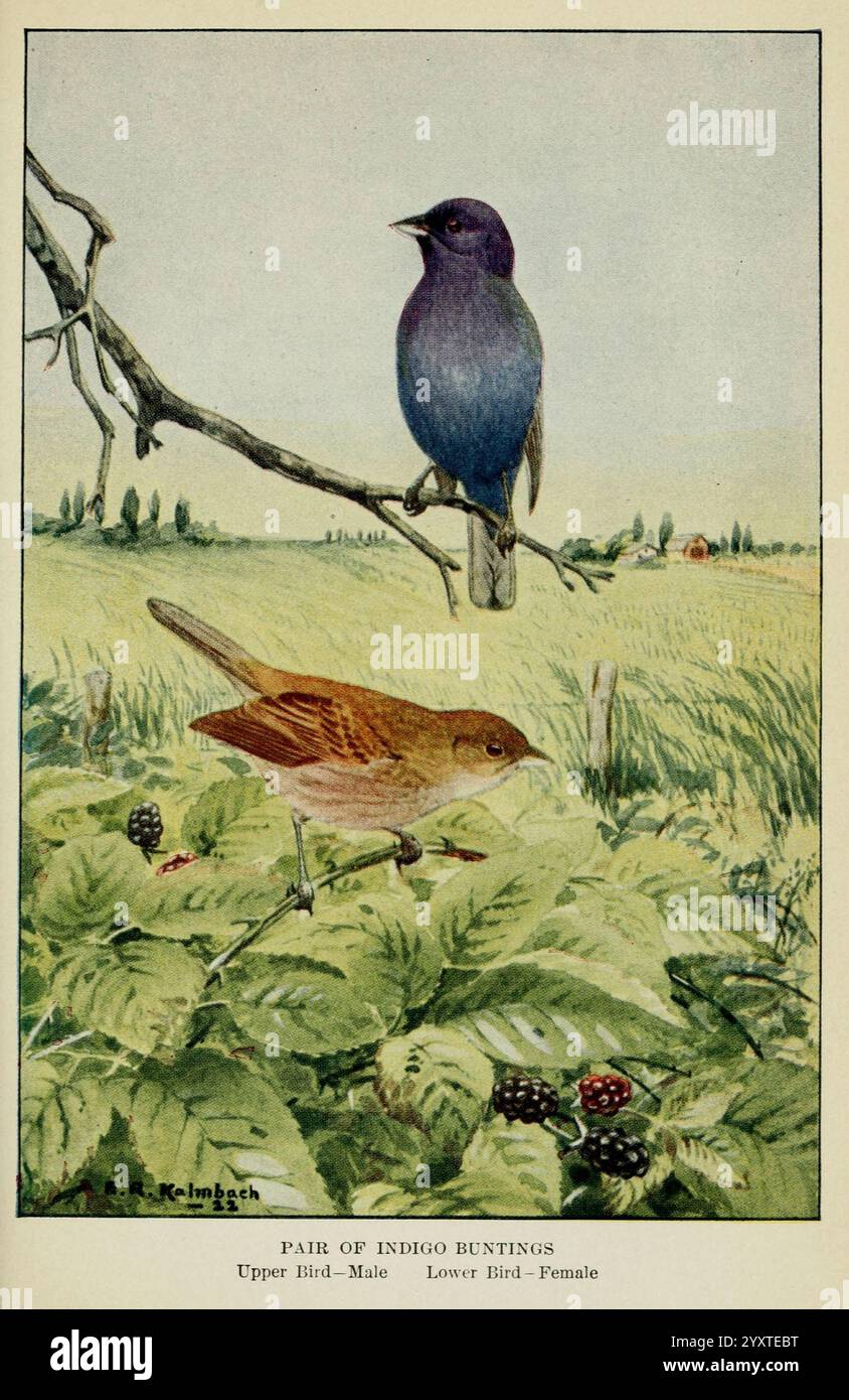 Indigo bunting male and female hi-res stock photography and images - Alamy