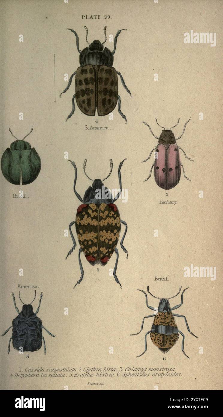 Labeled beetle species hi-res stock photography and images - Alamy