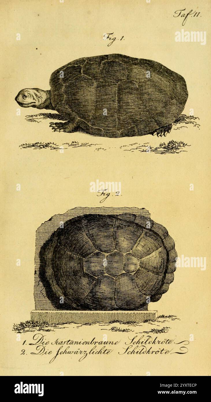 Chestnut brown tortoise hi-res stock photography and images - Alamy