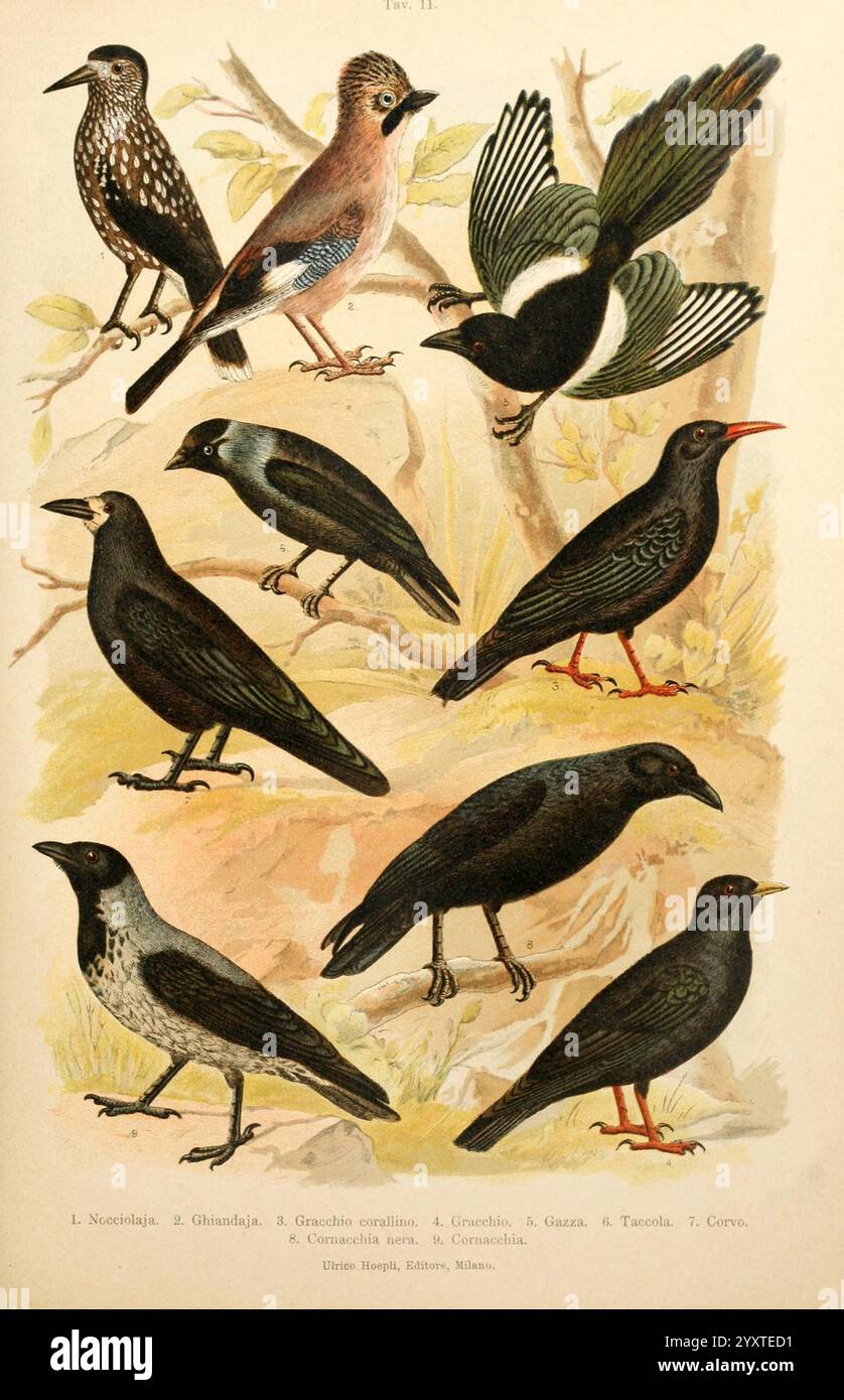 Diverse plumage patterns hi-res stock photography and images - Alamy