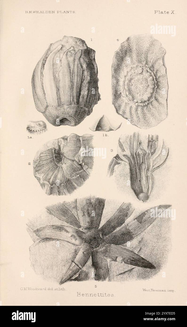 Rounded seed structure hi-res stock photography and images - Alamy