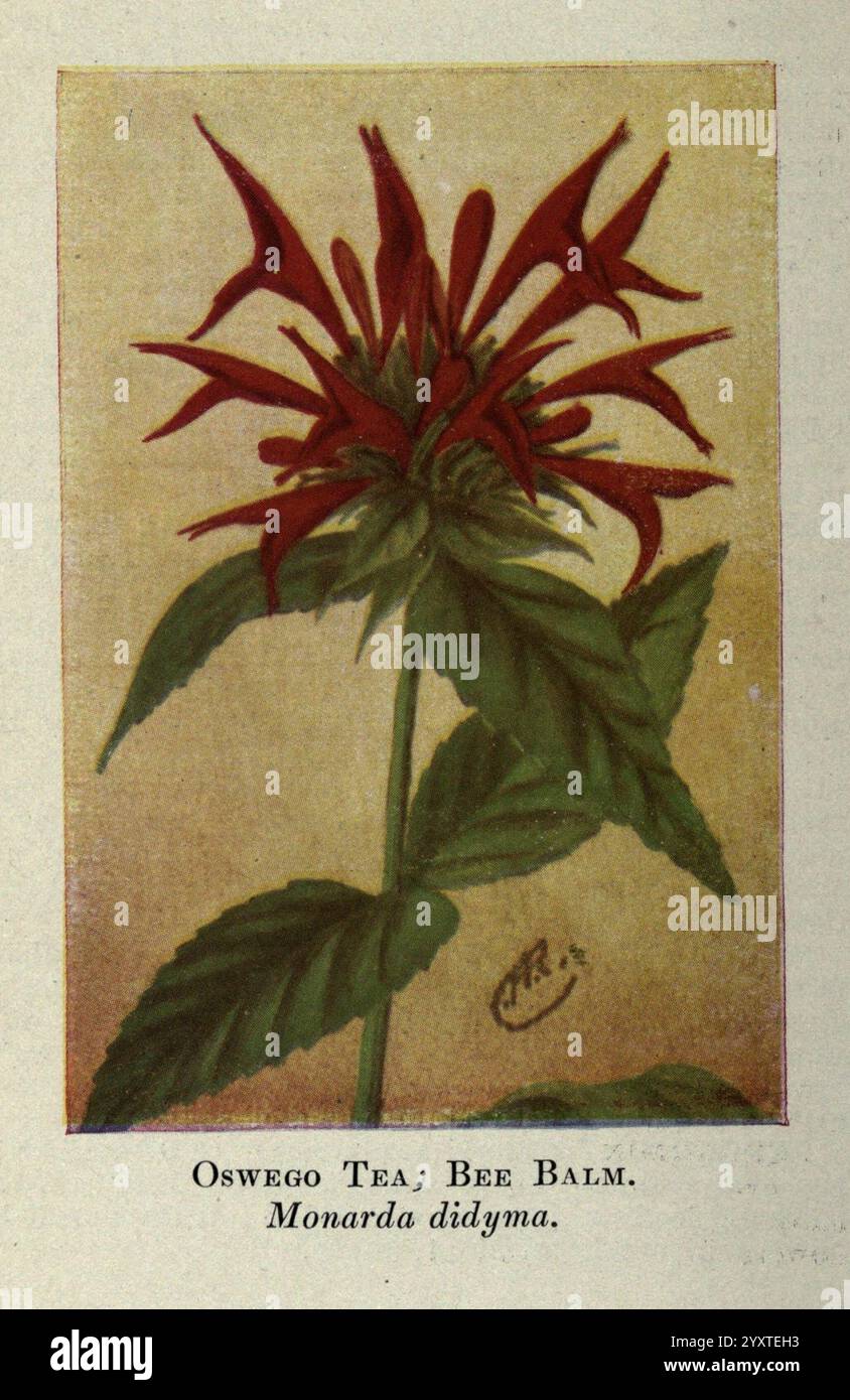 Wild, flowers, east, of, the, Rockies, New York,1910, United States ...