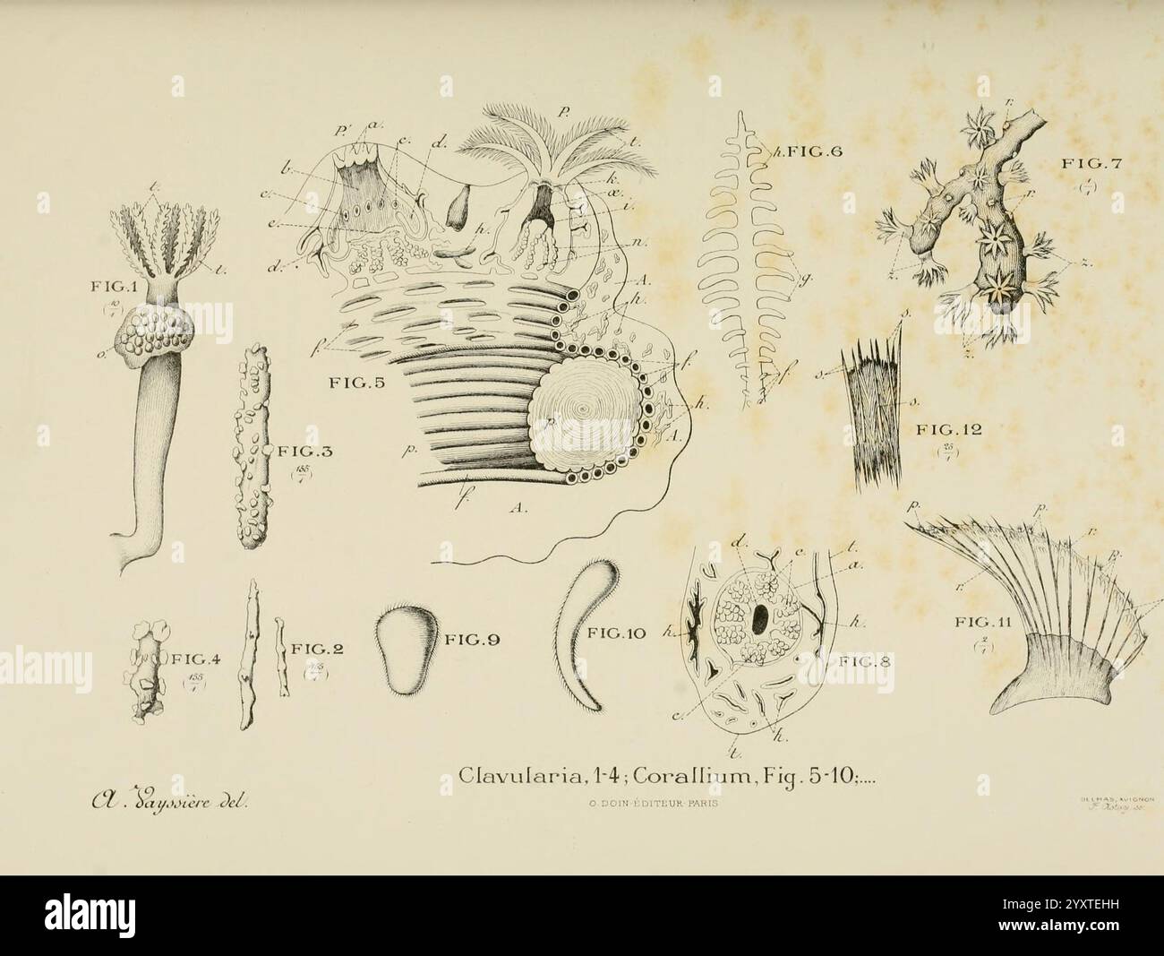 Polyp morphology hi-res stock photography and images - Alamy