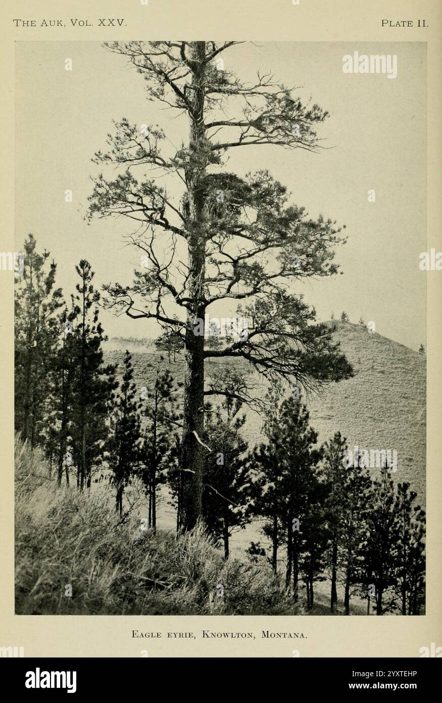 Additional tree silhouettes hi-res stock photography and images - Alamy