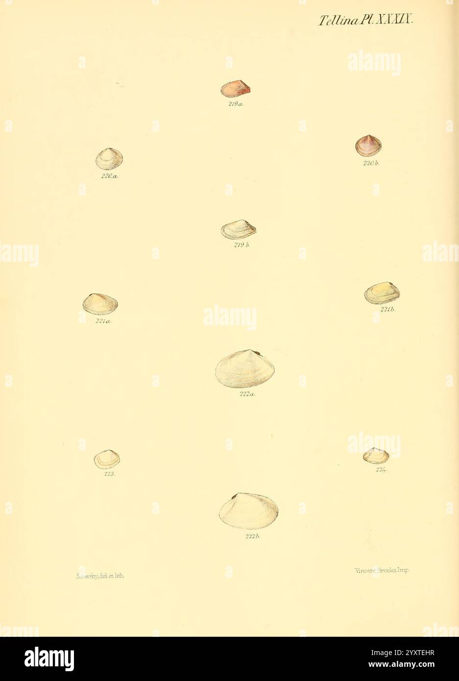 Conchologia Iconica, or Illustrations of the Shells of Molluscous ...