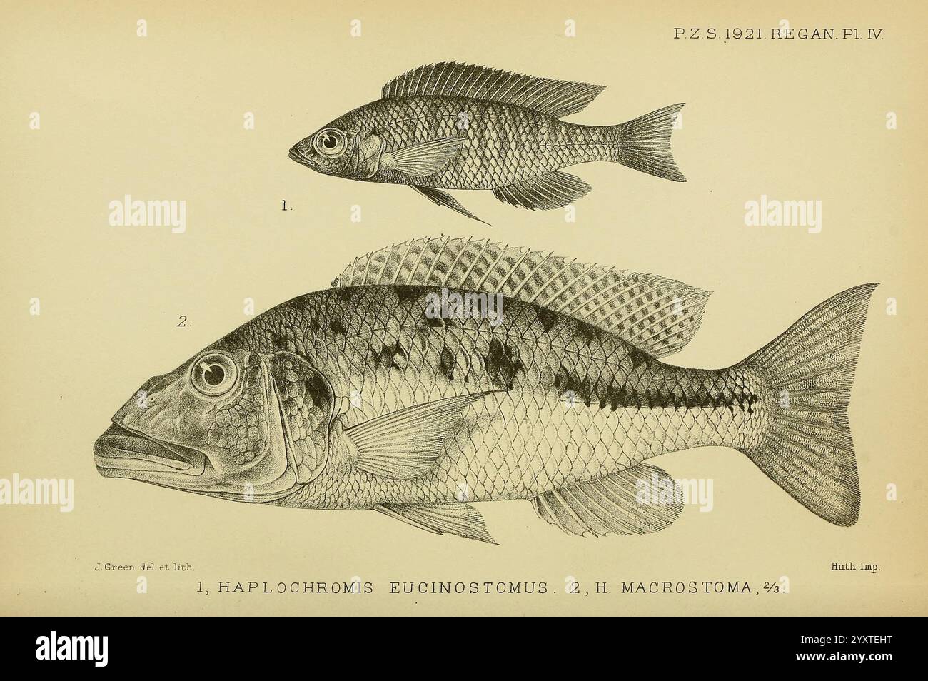 Proceedings of the Zoological Society of London, London, Academic Press ...
