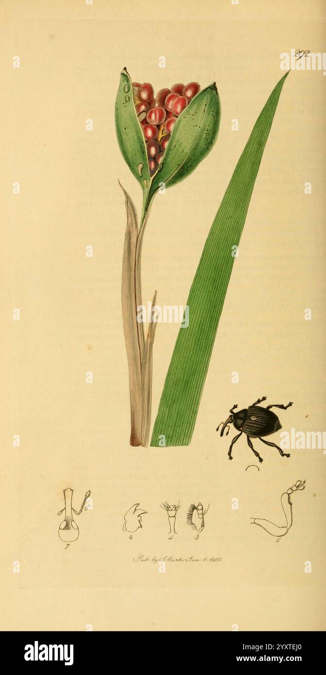 Alongside several smaller insects hi-res stock photography and images ...