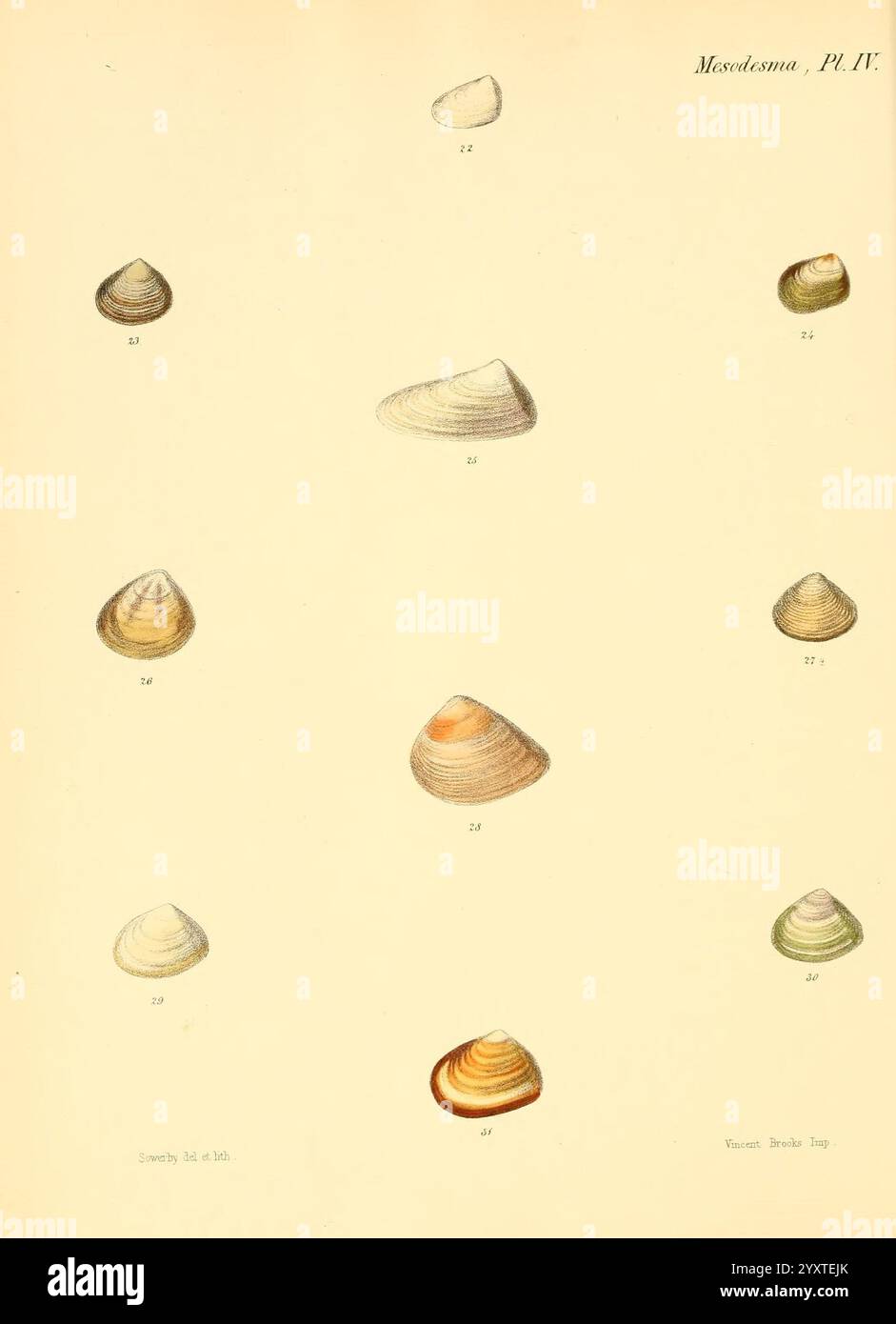 Conchologia Iconica, or Illustrations of the Shells of Molluscous ...