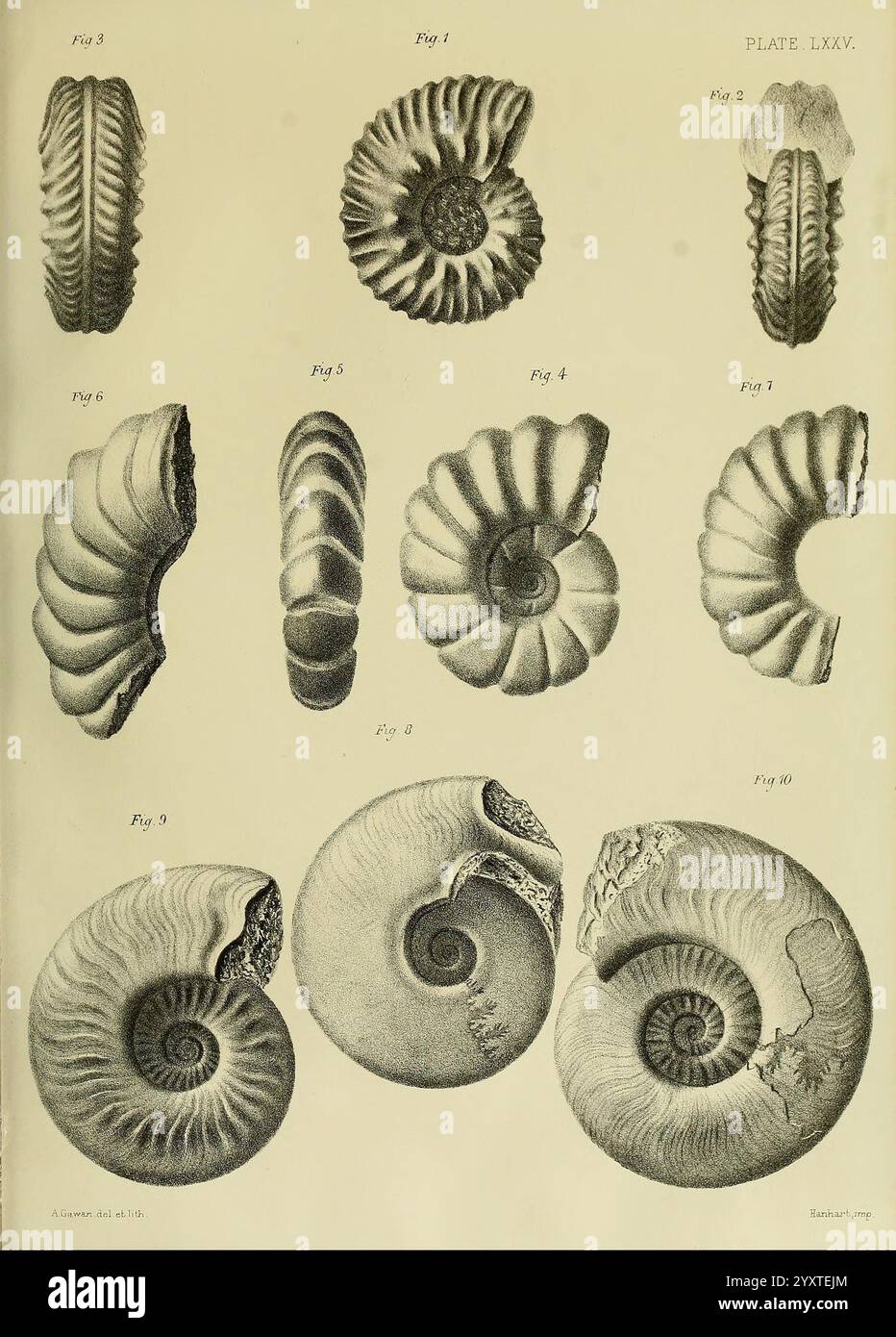 Monograph on the Lias Ammonites of the British Islands London Printed ...