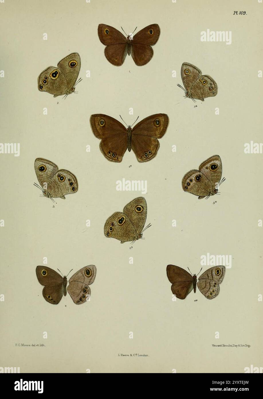 Nine various species hi-res stock photography and images - Alamy