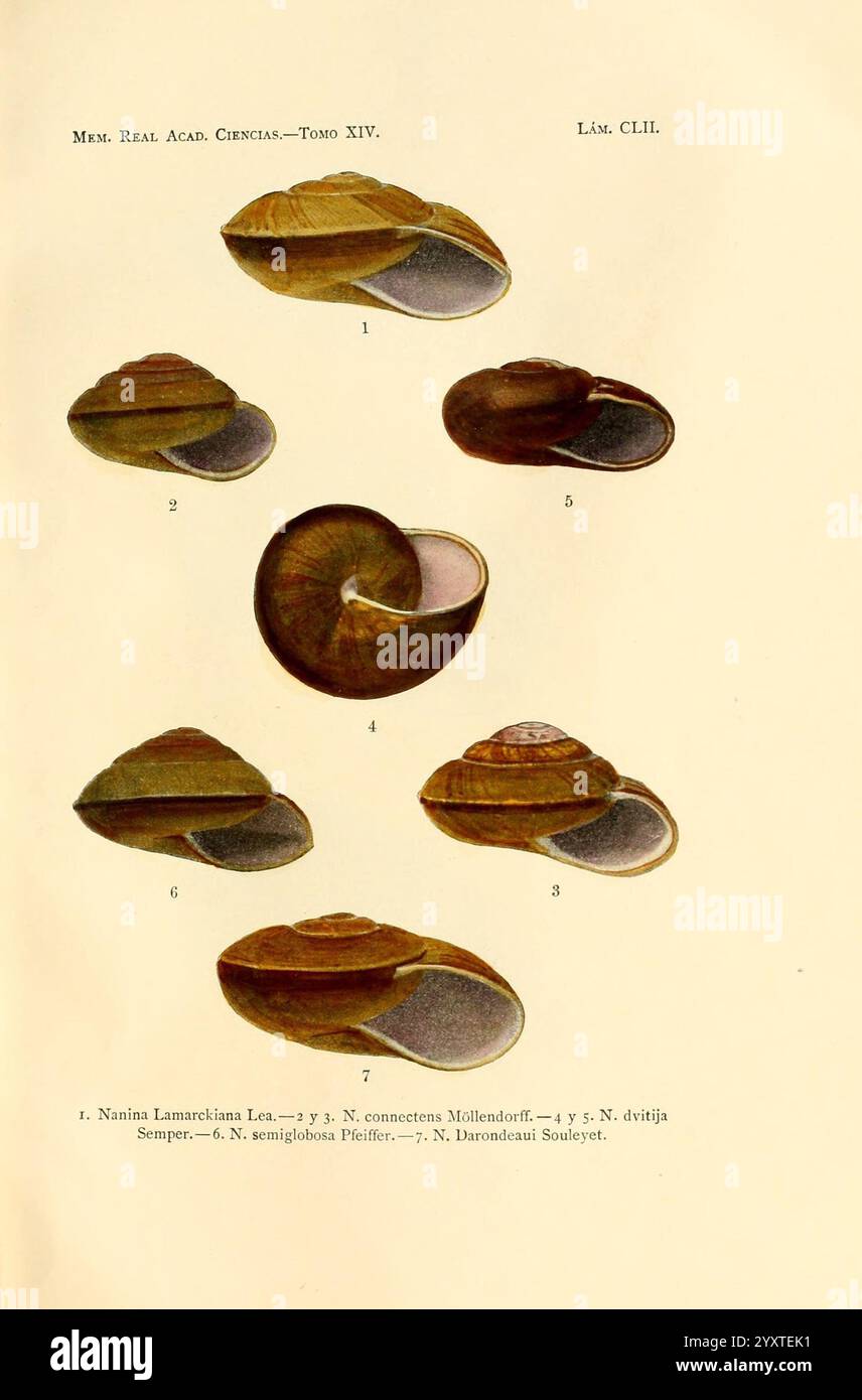 Labeling indicates specific species hi-res stock photography and images ...