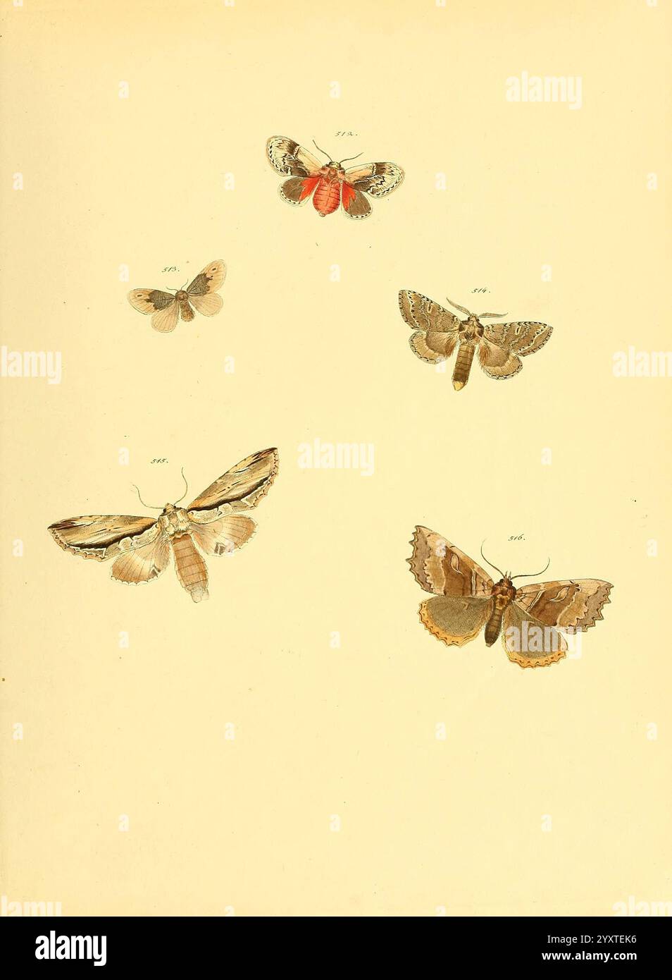 Moths vary hi-res stock photography and images - Alamy