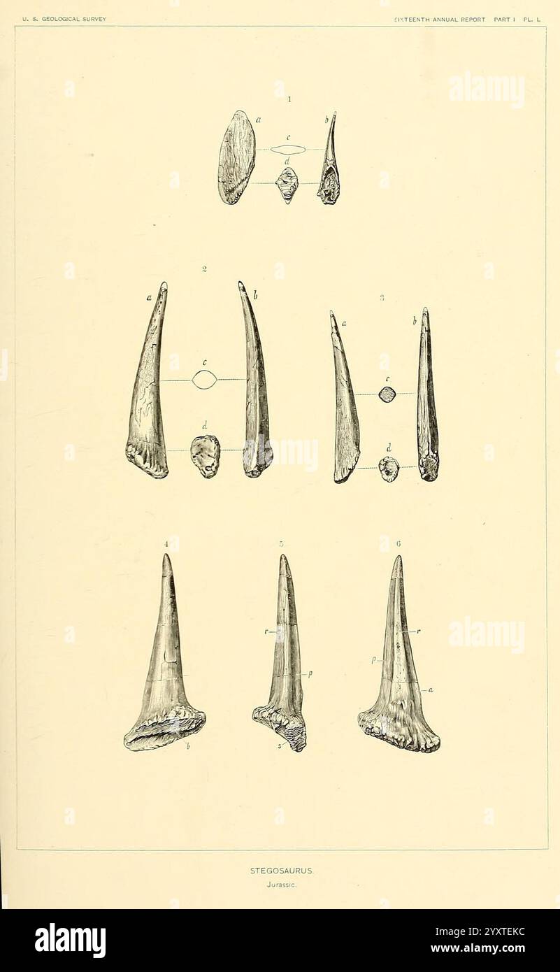 Scientific nomenclature important hi-res stock photography and images ...