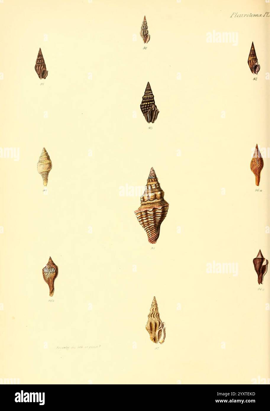 Conchologia iconica, Illustrations of the Shells of Molluscous Animals ...