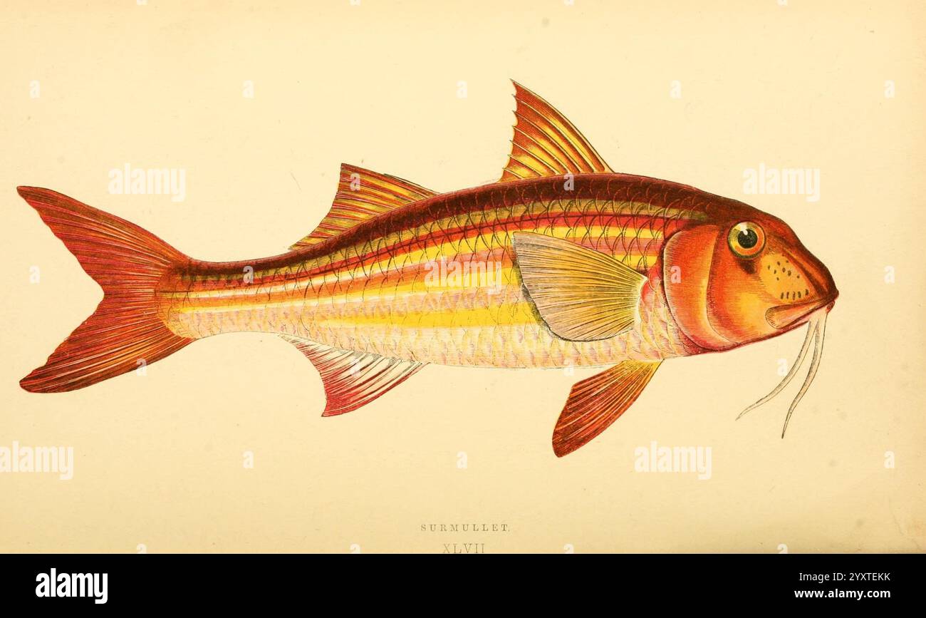 A history of the fishes of the British Islands, 1862-65, Great Britain ...