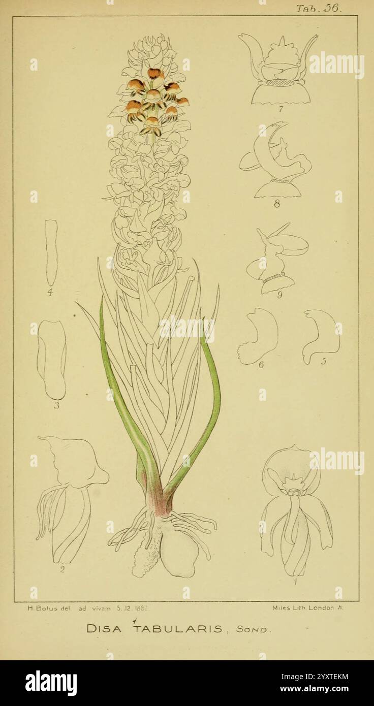 Disa tabularis plant hi-res stock photography and images - Alamy