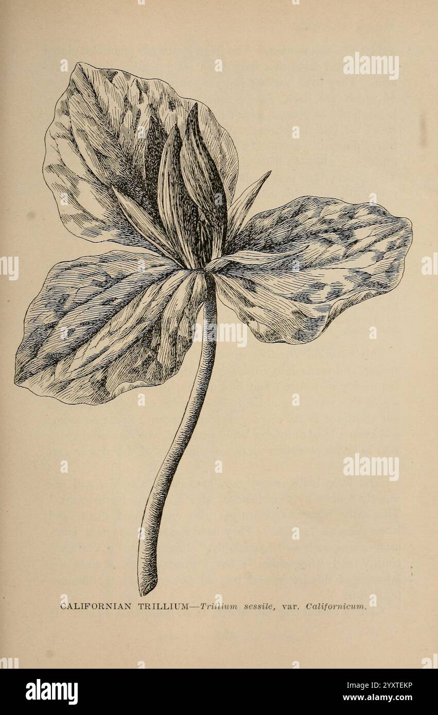 Distinctive three petaled flower hi-res stock photography and images ...