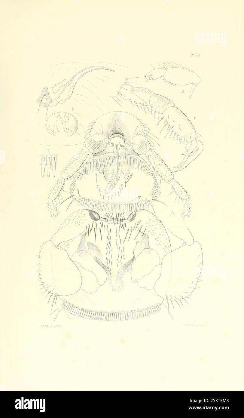 Insect anatomy diagrams hi-res stock photography and images - Alamy