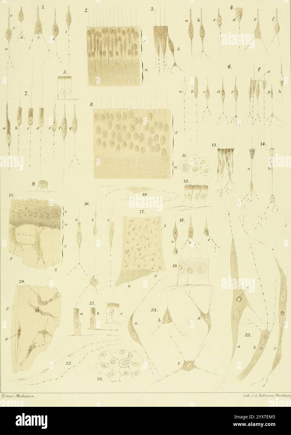 Intricate scientific diagrams hi-res stock photography and images - Alamy