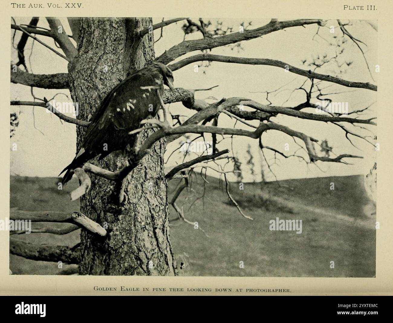 Woodpeckers distinctive markings hi-res stock photography and images ...