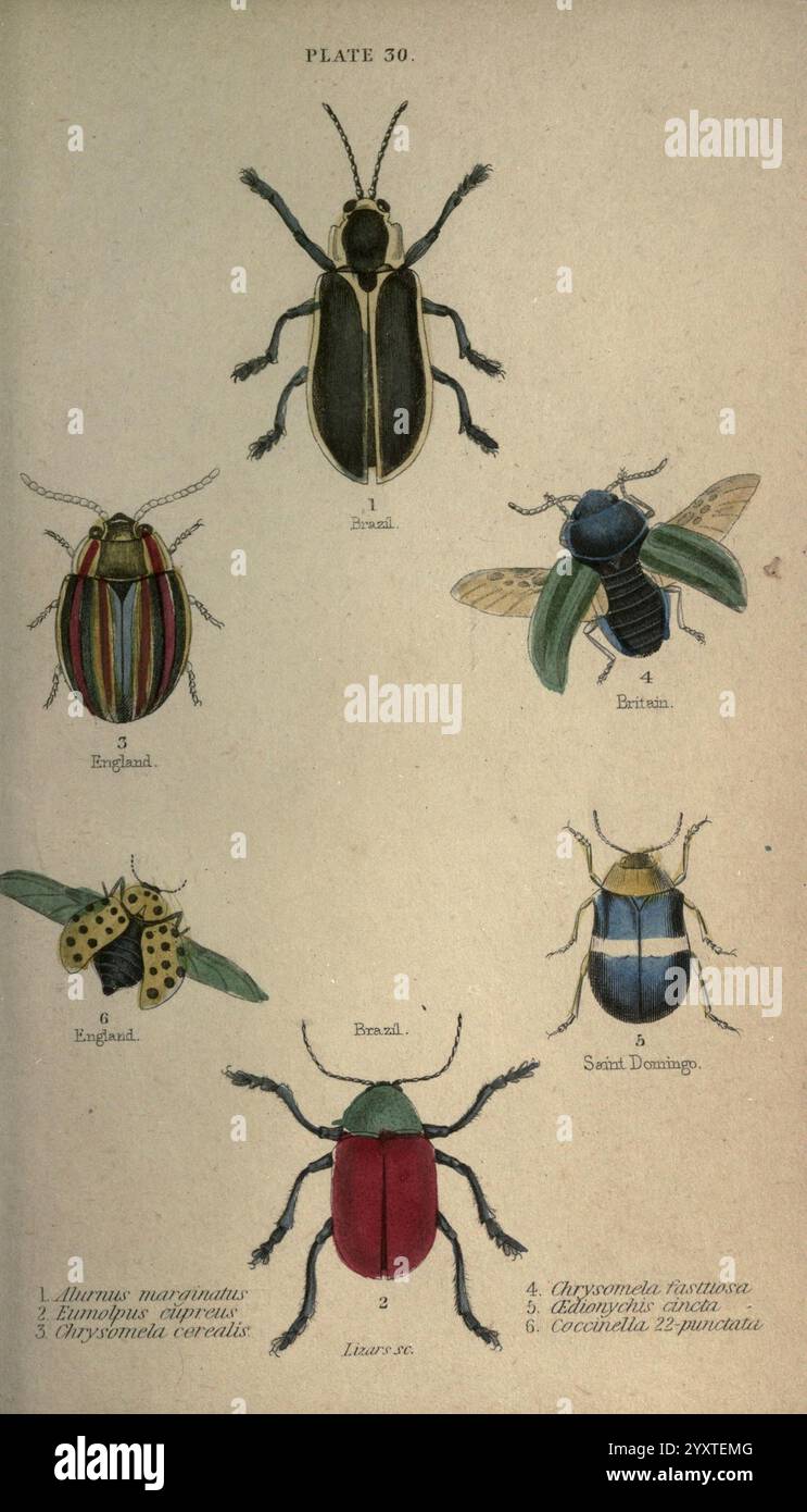 Seven distinct beetle species hi-res stock photography and images - Alamy