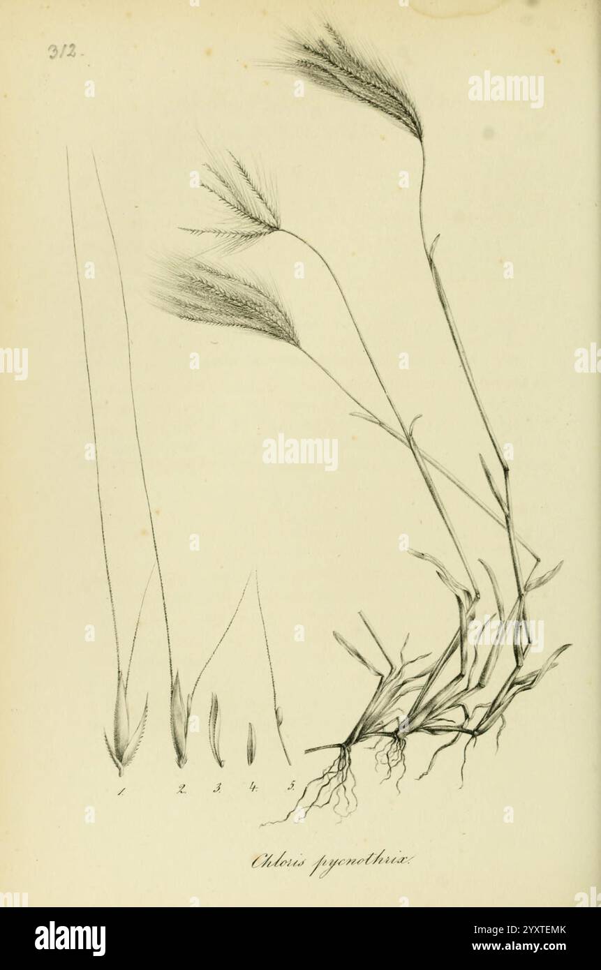 Species Graminum, Petropoli, Impensis Academiae Imperialis Scientiarum ...