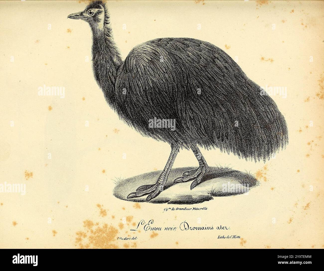 La galerie des oiseaux, Paris, Carpentier-Méricourt, 1834, birds ...