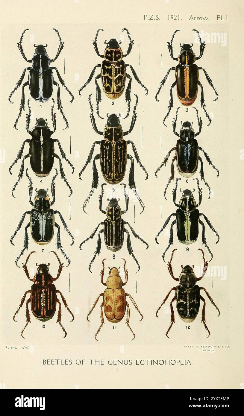 Twelve distinct specimens hi-res stock photography and images - Alamy