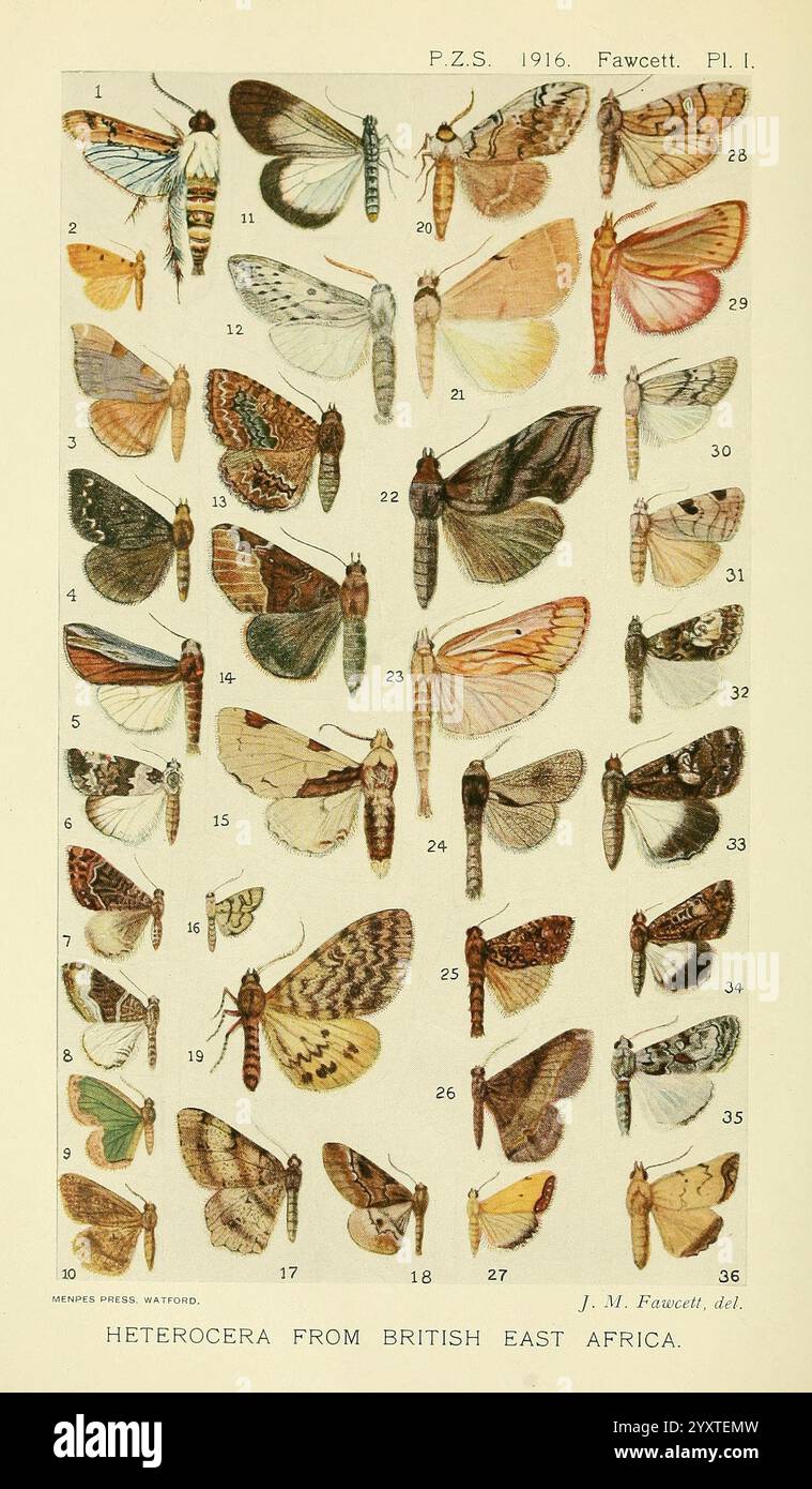 Moths heterocera hi-res stock photography and images - Alamy
