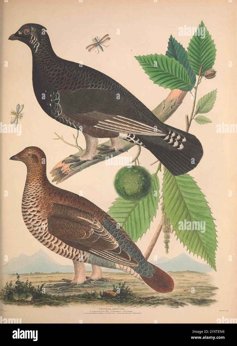 Illustrations of the American Ornithology of Alexander Wilson and ...