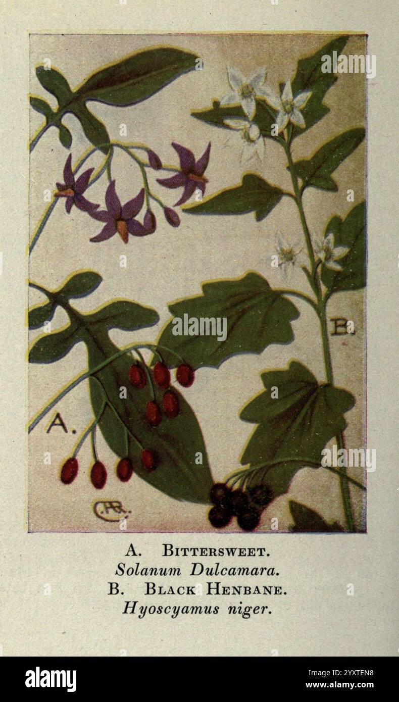 Wild Flowers, East of the Rockies, New York,1910, United States ...