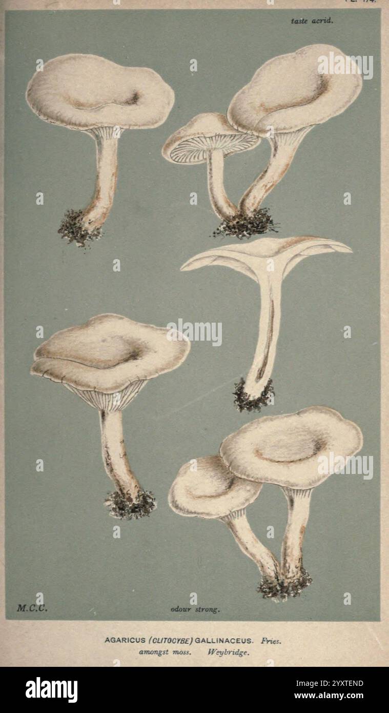 Arrangement highlights different angles hi-res stock photography and ...