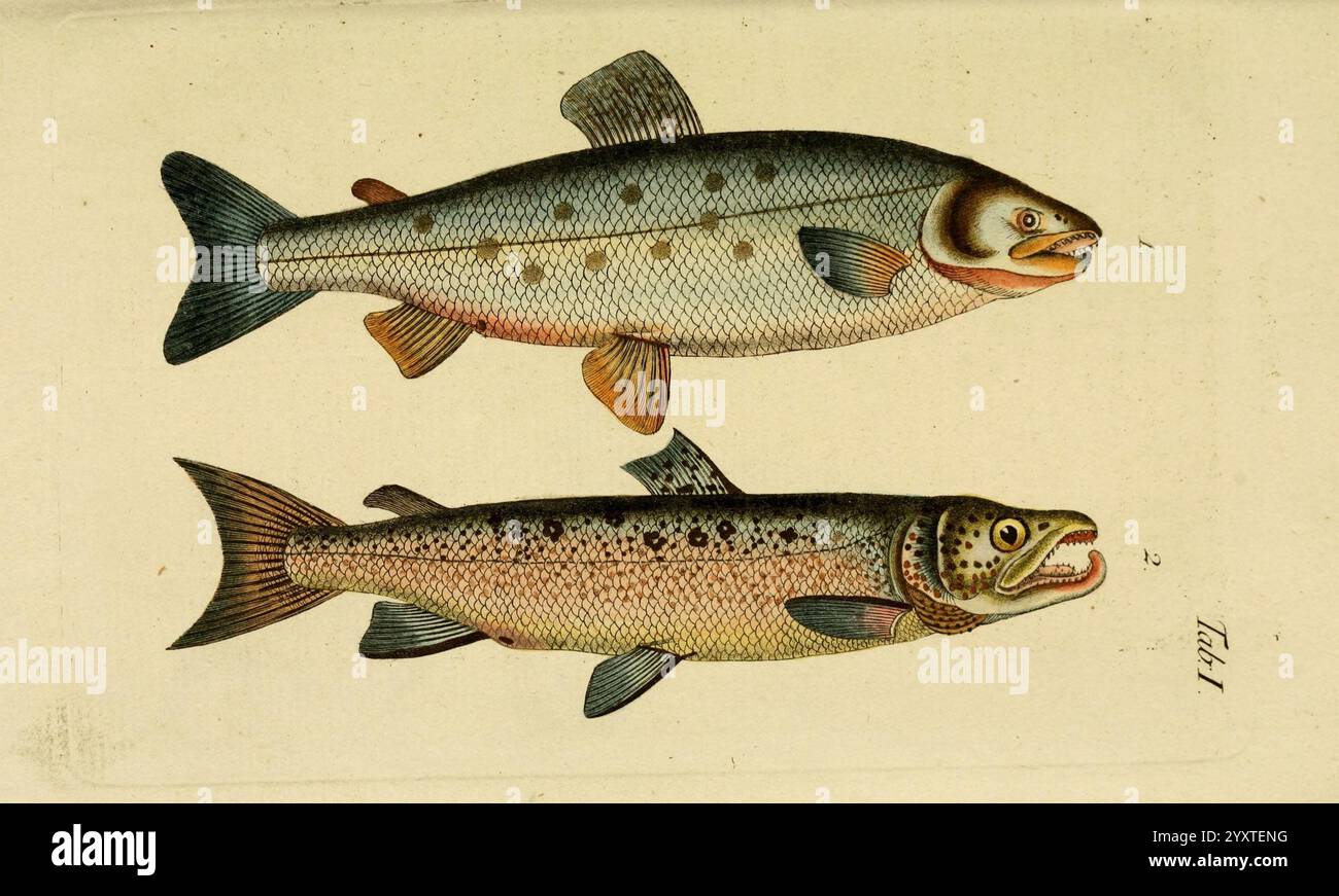 Showcasing unique physical characteristics hi-res stock photography and ...