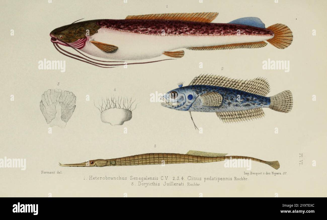 Stout fish exhibits hi-res stock photography and images - Alamy