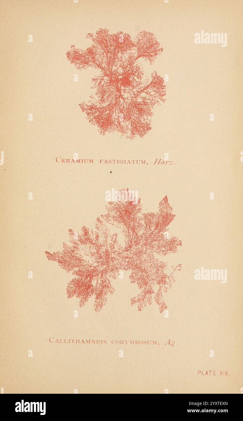 Showcases callithamnion corymbosum hi-res stock photography and images ...