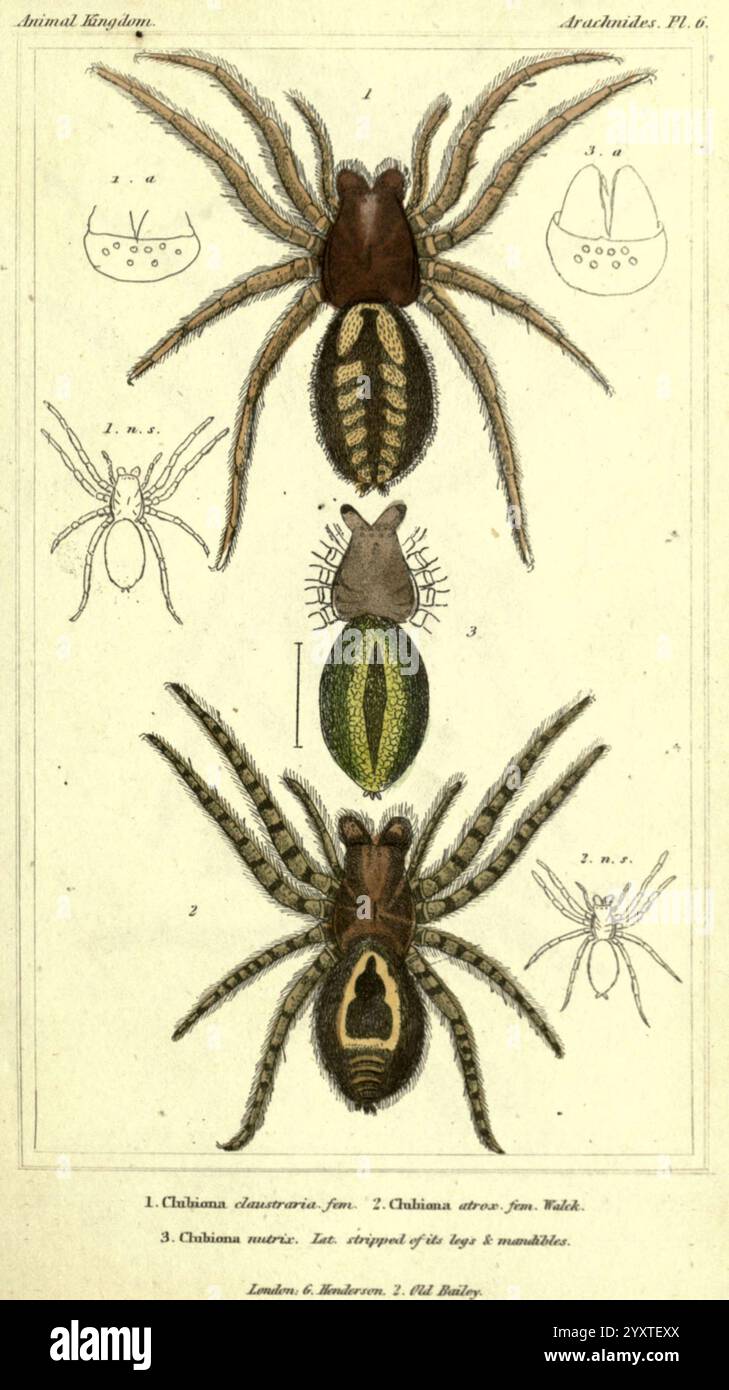 The, animal, kingdom, arranged, according, to, its, organization ...