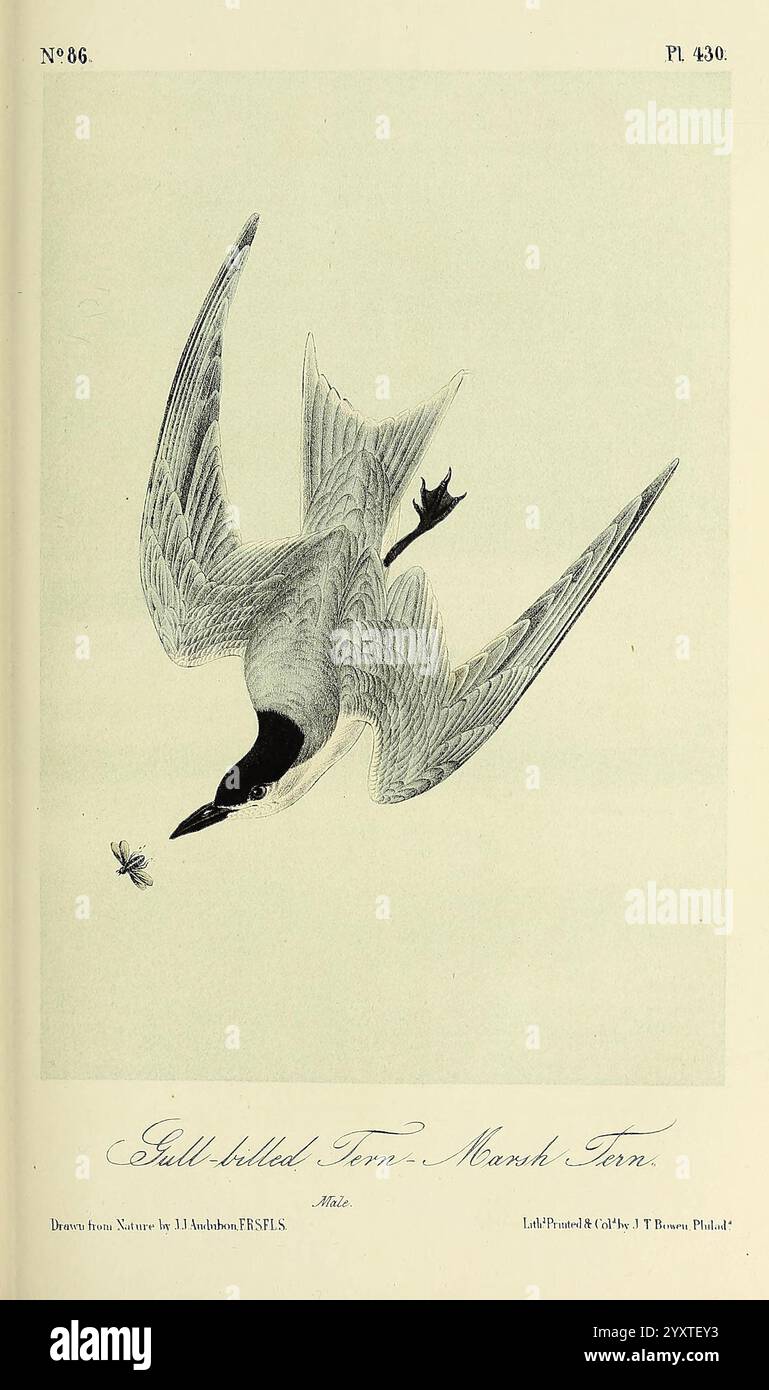 The Birds of America New York G.R. Lockwood 1871 1839 Birds North ...