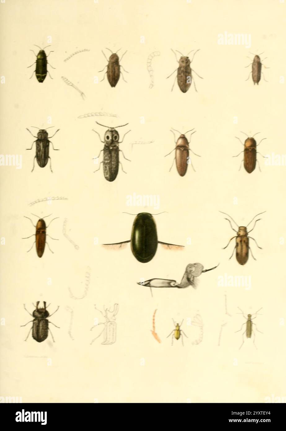 Multiple larval forms hi-res stock photography and images - Alamy