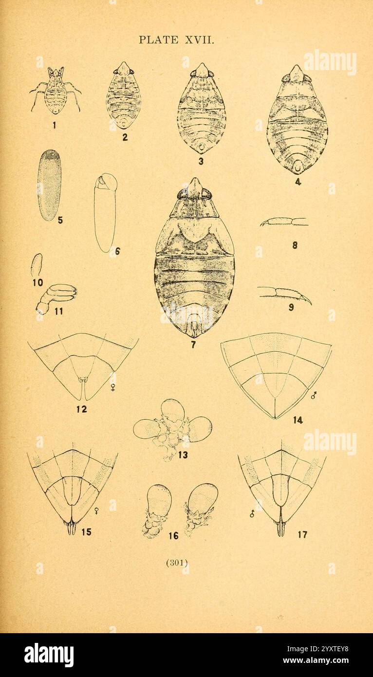 The biology and ecology of aquatic and semi-aquatic Hemiptera, Lawrence ...