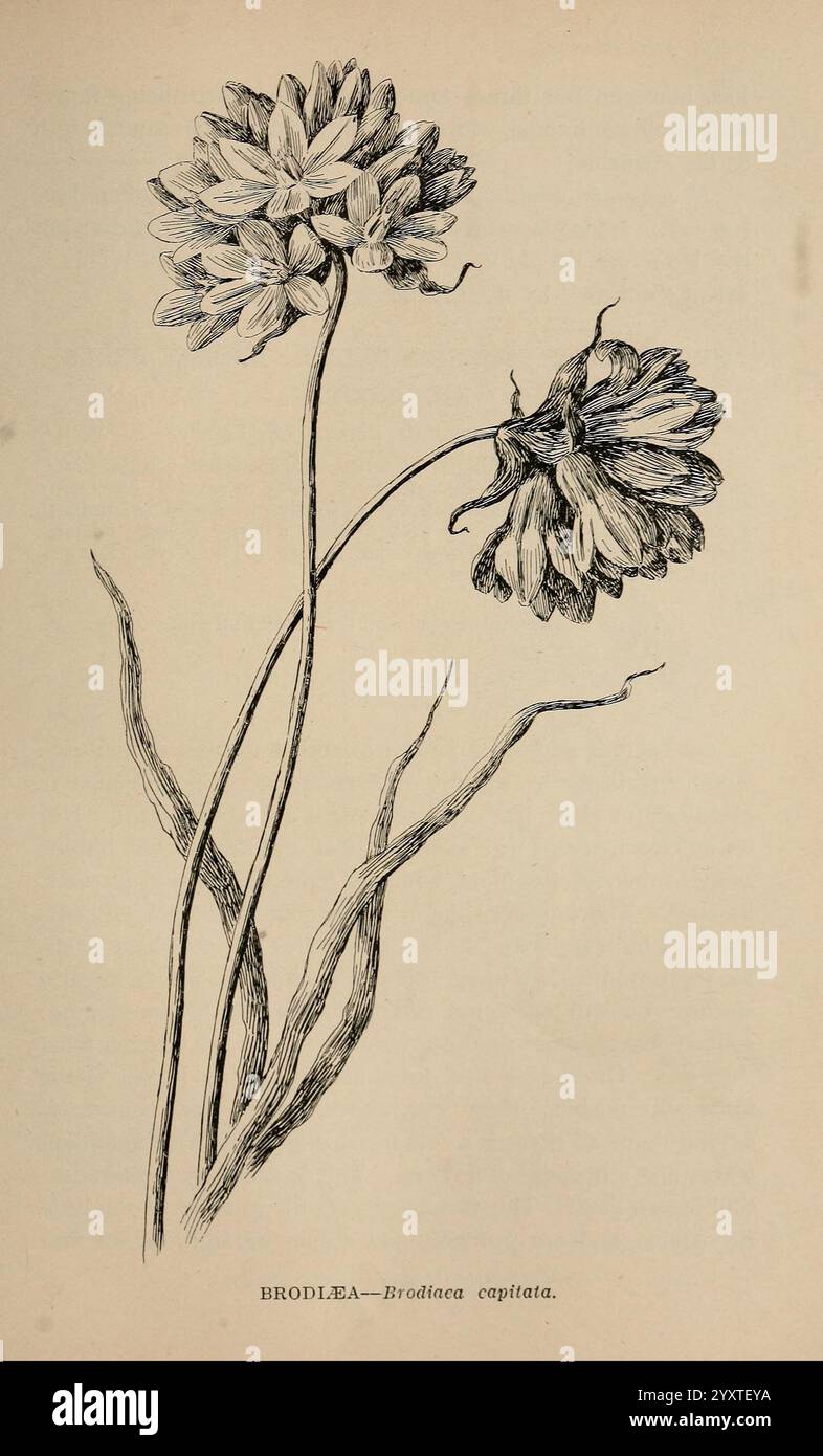 The wild flowers of California, San Francisco, Payot, Upham, & company ...