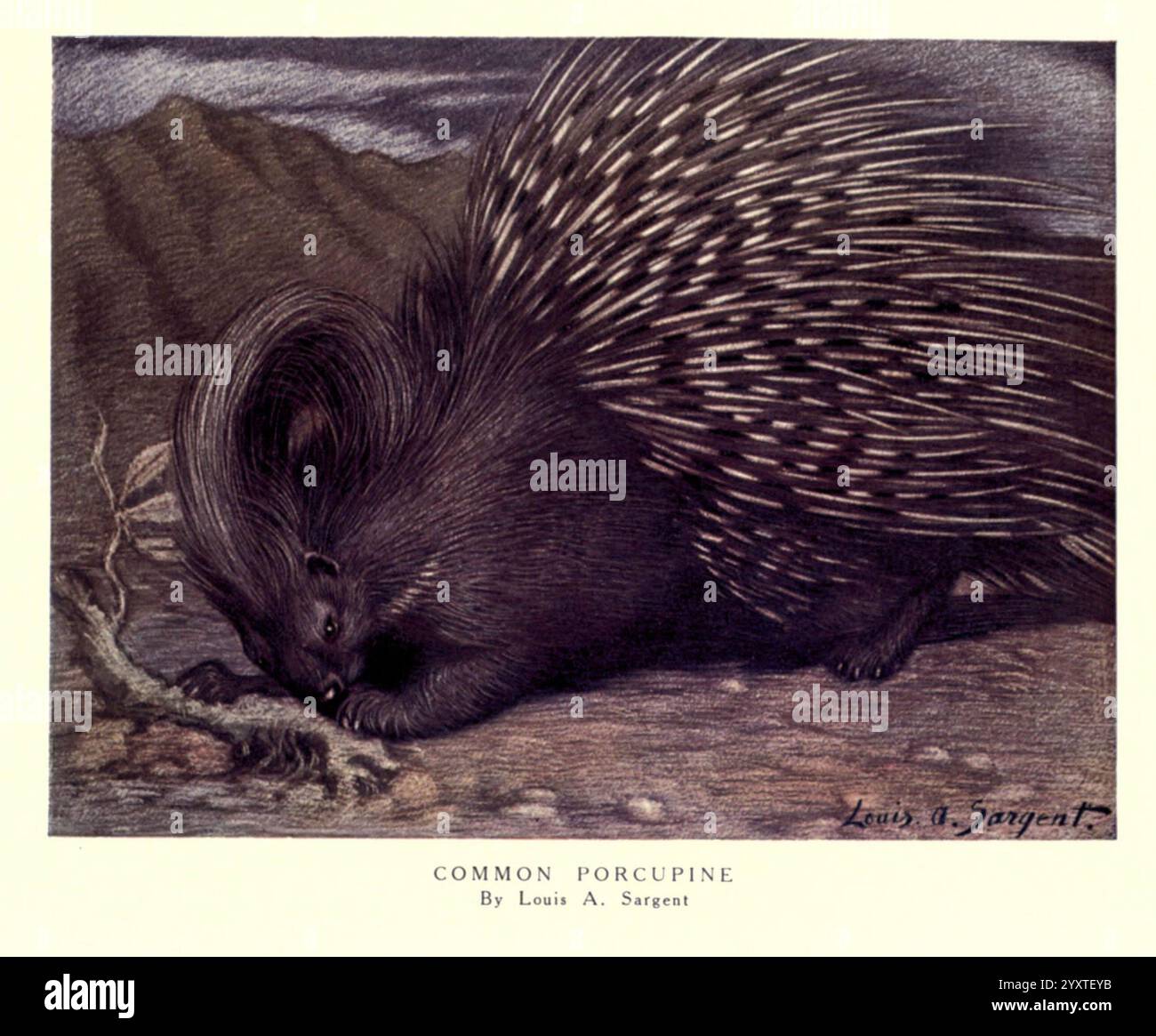 Porcupines unique physical traits hi-res stock photography and images ...