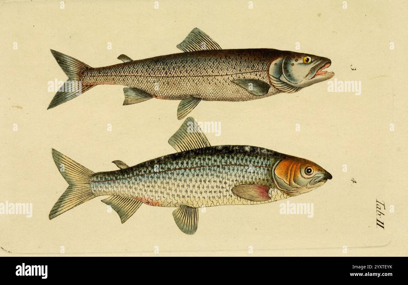 Scale displays unique characteristics hi-res stock photography and ...