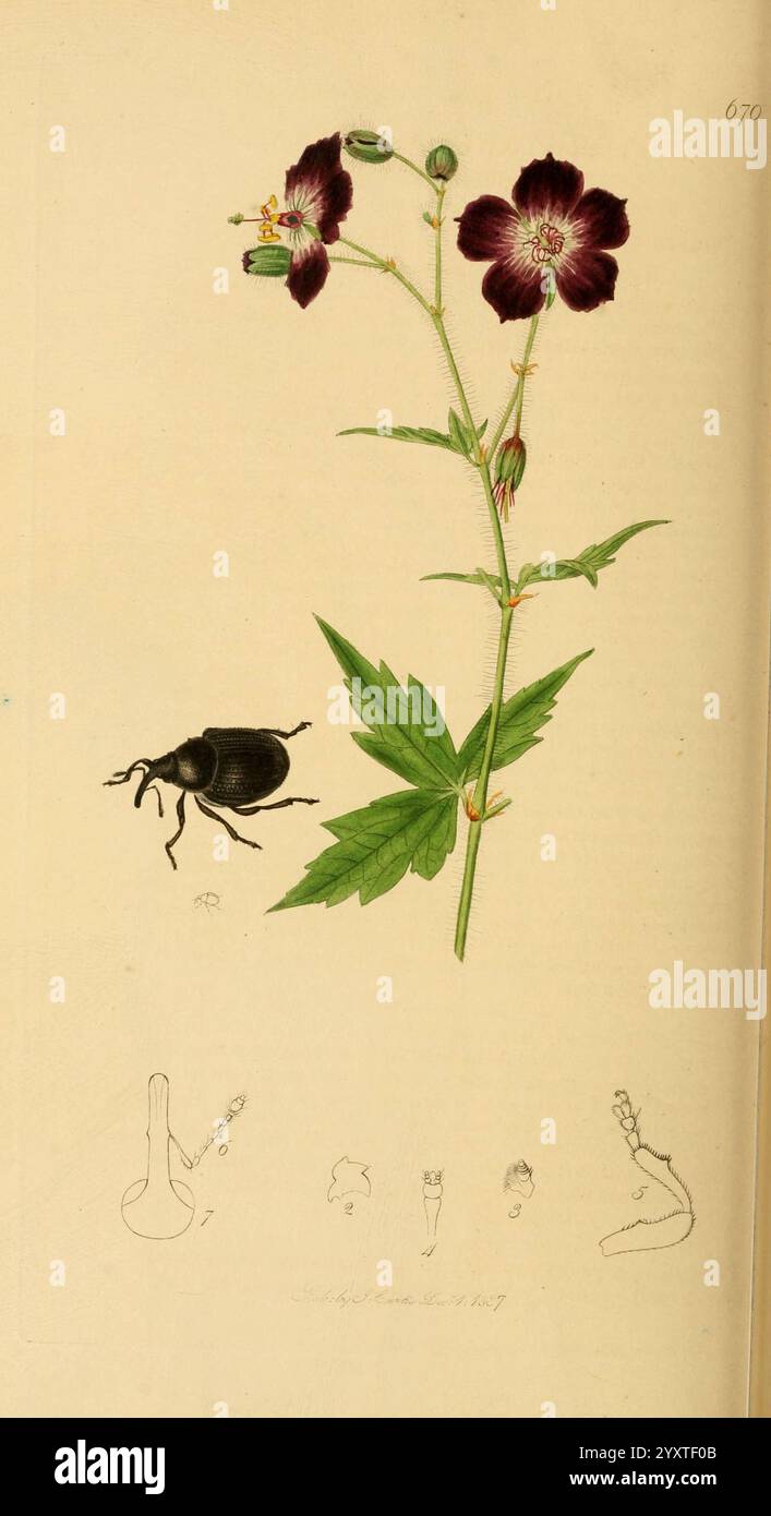British entomology. v.2 London, Printed for the author 1823-40, botany ...