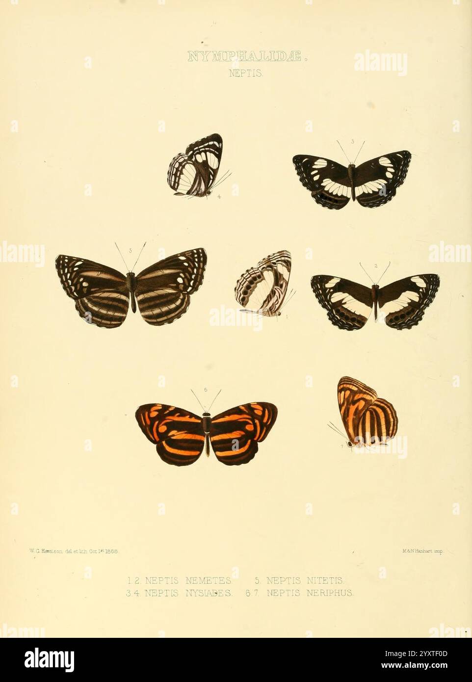 Eight beautifully illustrated butterflies hi-res stock photography and ...