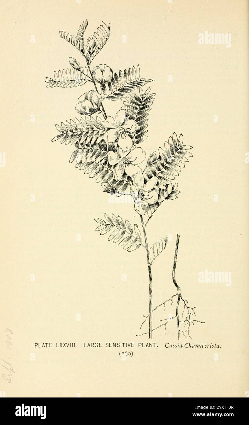 Southern wild flowers and trees, New York, Stokes[1901], botany ...