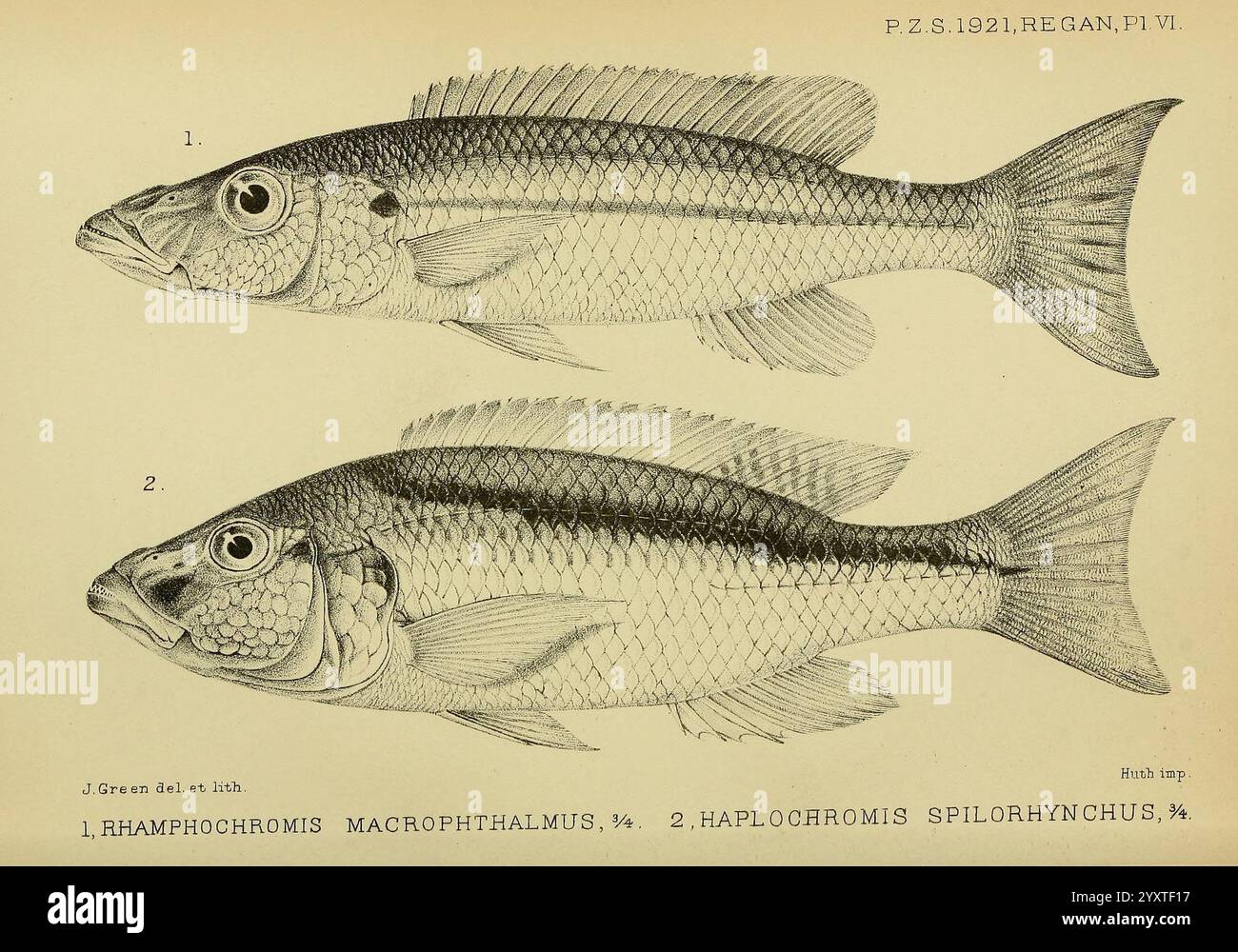 Proceedings of the Zoological Society of London, London, Academic Press ...