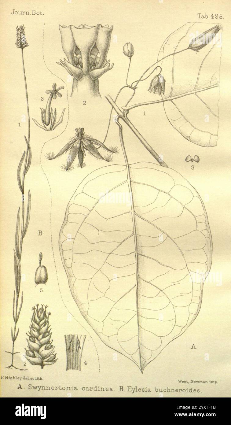 Highlighting different leaf structures hi-res stock photography and ...