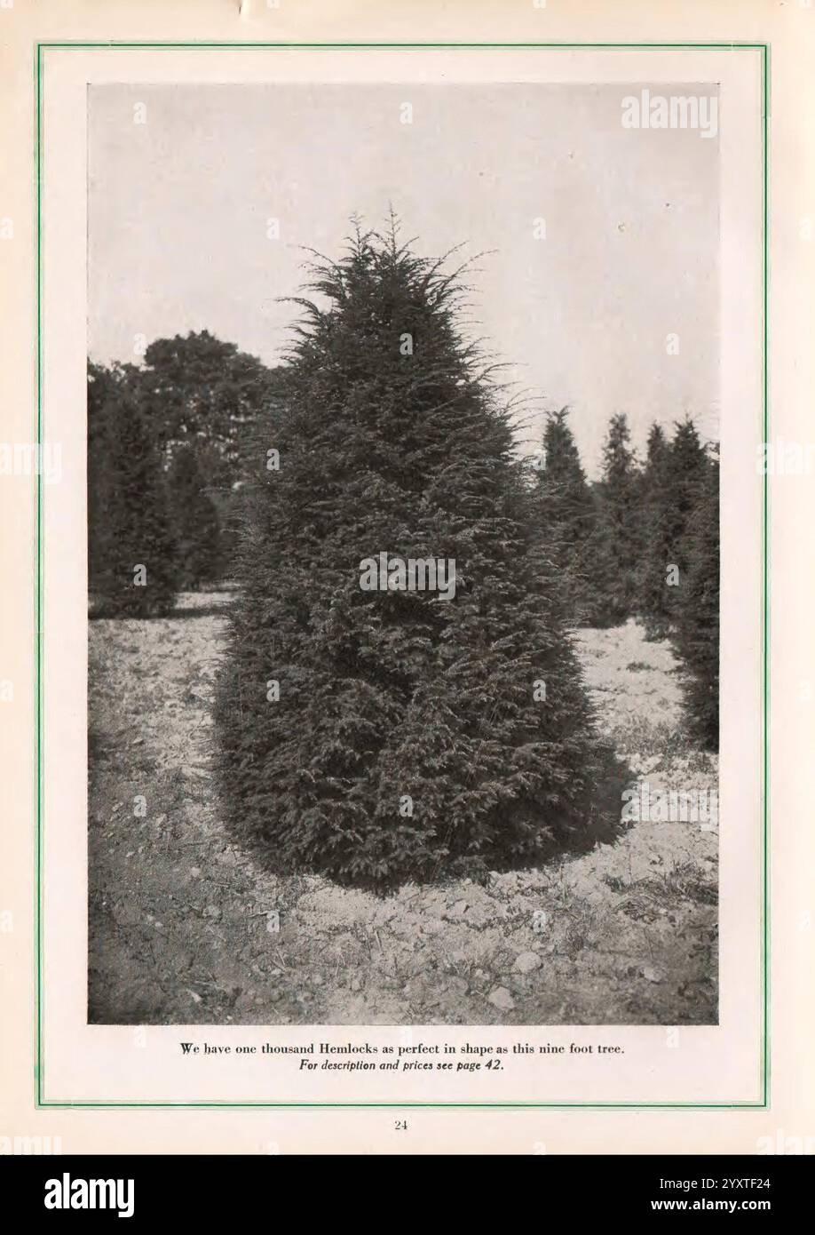 Ornamental trees, trees, New York State, hemlock, catalogs, ornamental ...