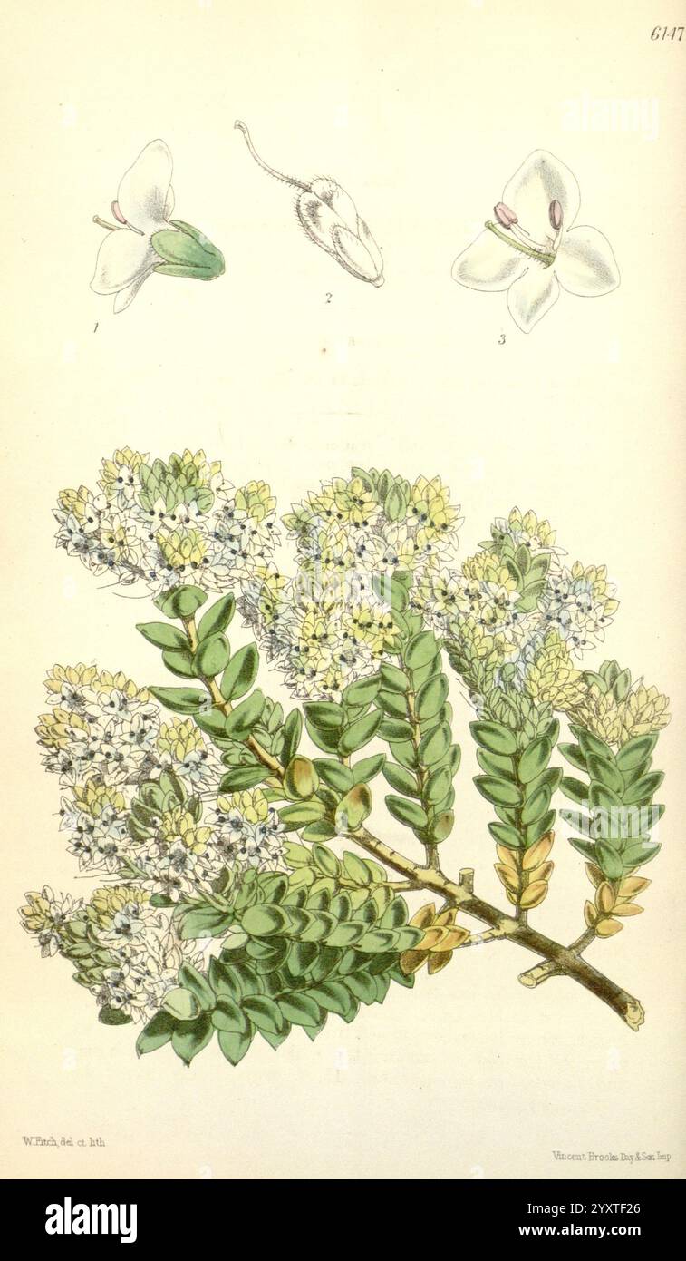 Three distinct flower forms hi-res stock photography and images - Alamy